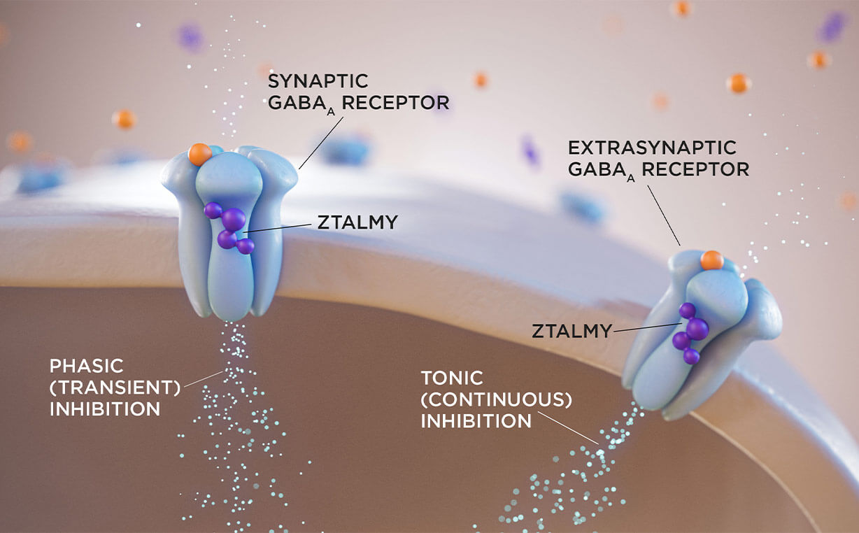 Pharmacology | ZTALMY® (ganaxolone) CV HCP